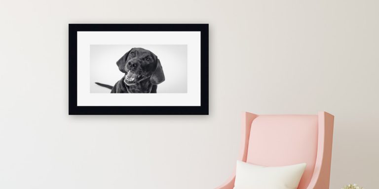 Pet Portraits Studio | Houston Heights | Flint Photography